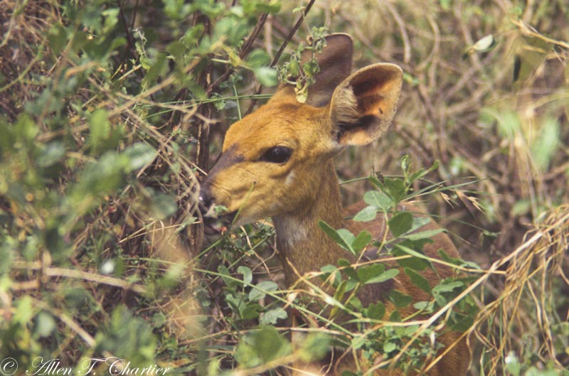 Tragelaphus scriptus