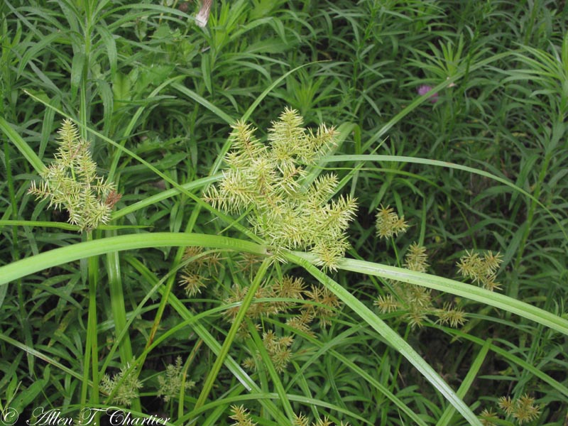 Cyperus Odoratus