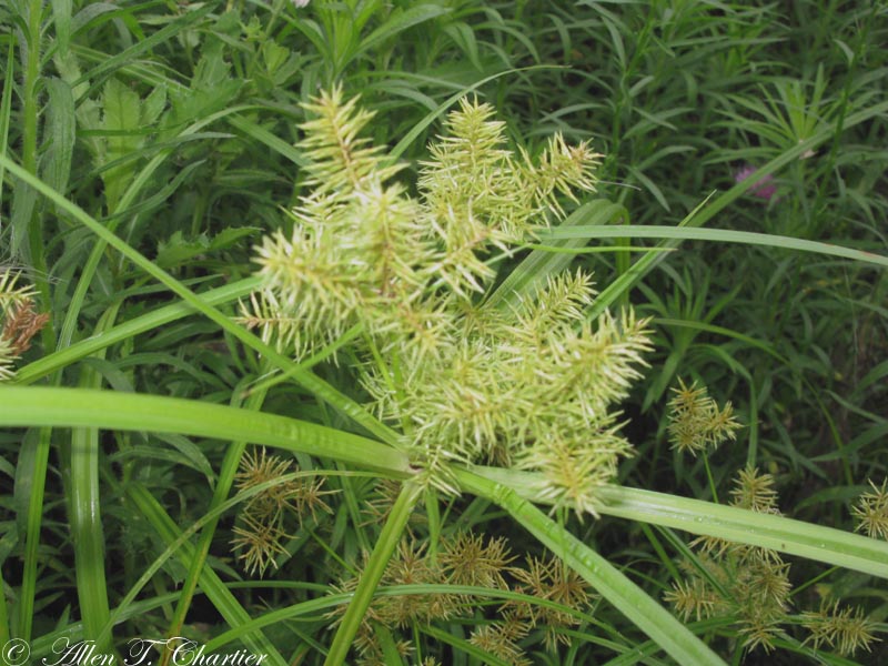 Cyperus Odoratus